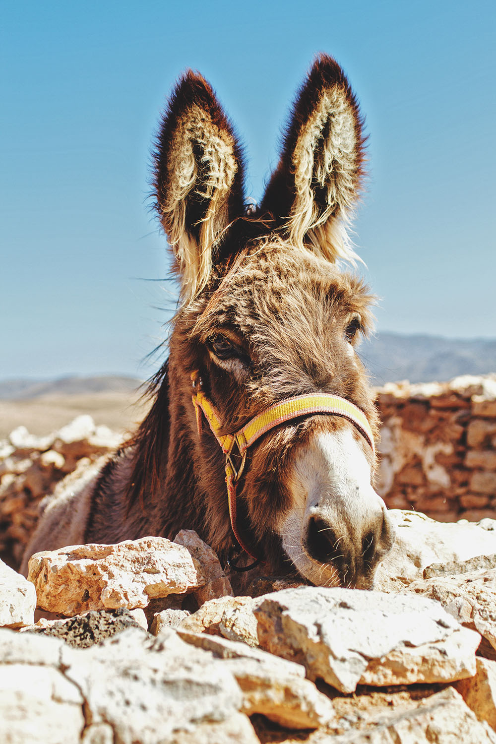 What's the big deal about a donkey? - Susan Alexander Yates